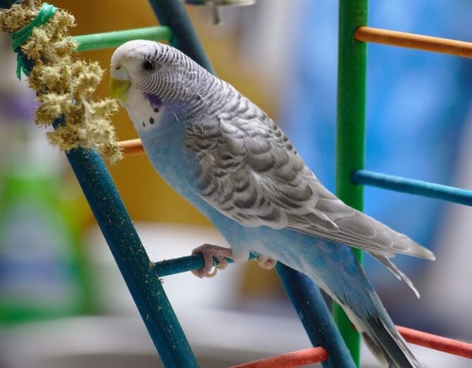 Parakeet Names – The 500 Most Popular Names for Parakeets