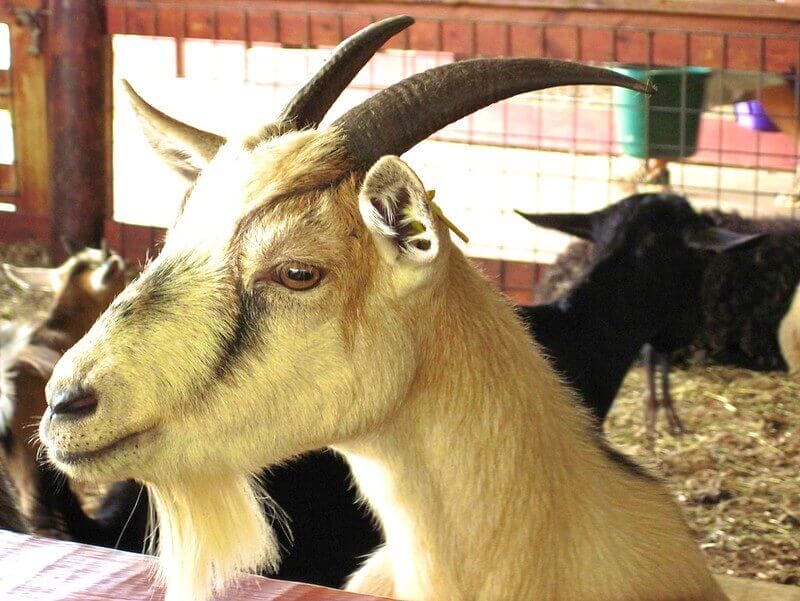 Goat Names: The 500 Most Popular Names for Goats