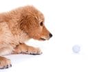 100+ Best Golf Dog Names: Dog Names Inspired by the Sport