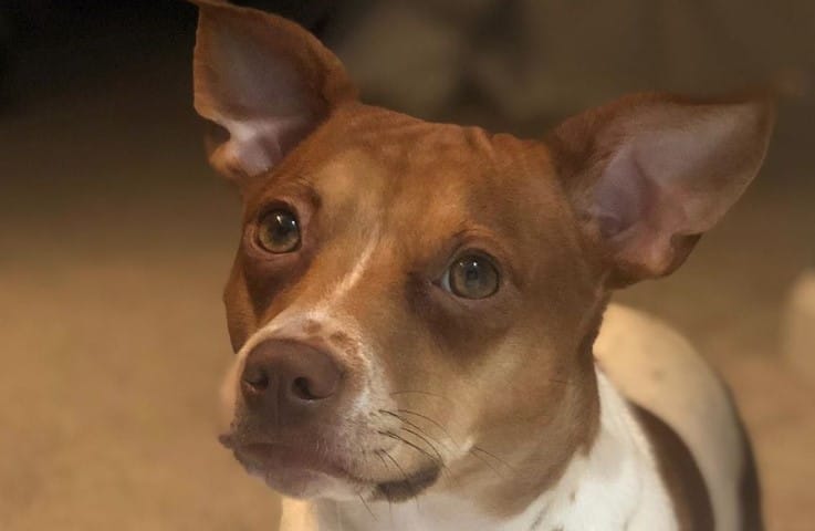 24 Times Toy Fox Terriers Mixed With Other Breeds - PetPress