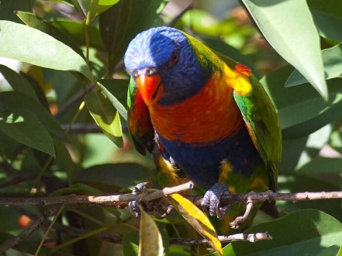 Top 500 Most Popular Male Bird Names - PetPress