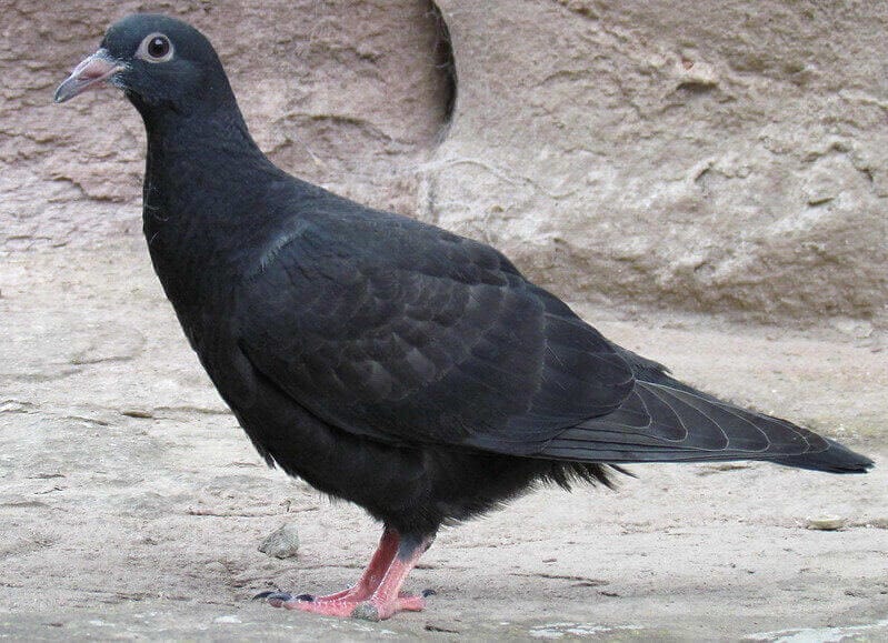 Black Bird Names - 300 Inspiring Ideas for Naming Your Black Bird ...