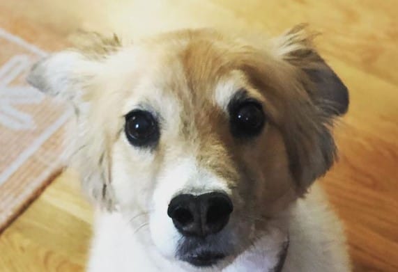 25 Shetland Sheepdog Mix Breeds – The Popular and Adorable Hybrid Dogs ...