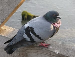 Pigeon Names: The 400 Most Popular Names for Pigeons - PetPress