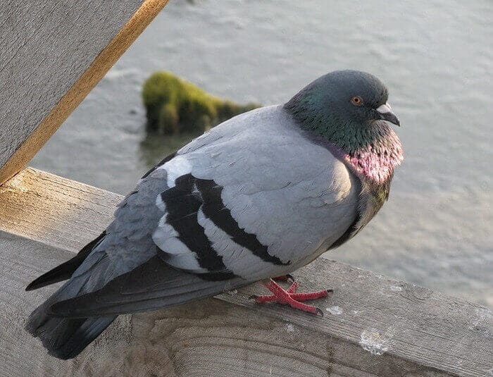 Pigeon Names: The 400 Most Popular Names for Pigeons - PetPress