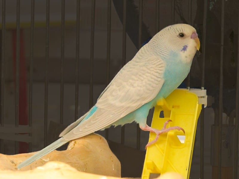 500 Most Popular Names for Budgies for Boys and Girls | PetPress