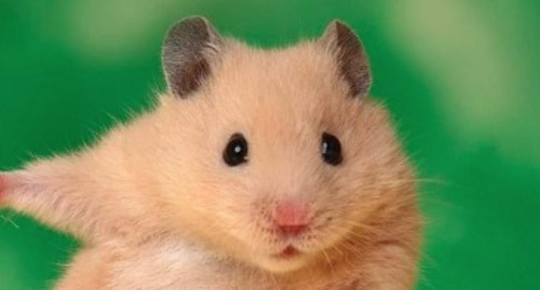 14 Pet Hamster Care Tips for Beginners - PetPress