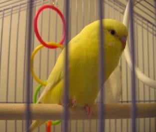 Parakeet Names – The 500 Most Popular Names for Parakeets