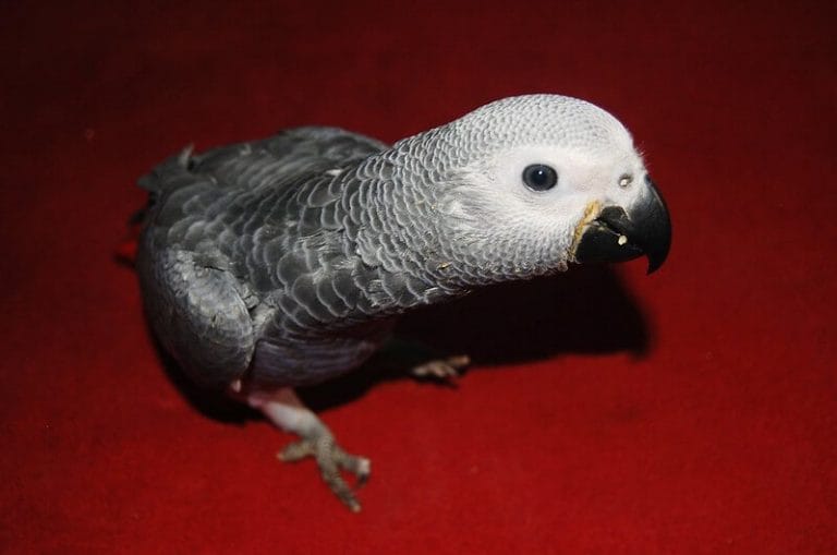 Top 500 Most Popular Male Bird Names - PetPress