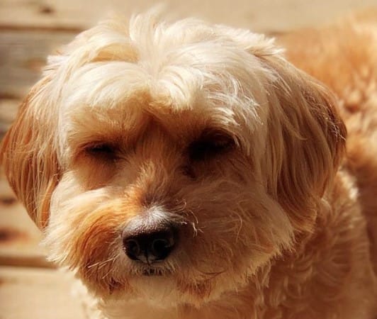 25 Lhasa Apso Mix Breeds – The Popular and Adorable Hybrid Dogs - PetPress