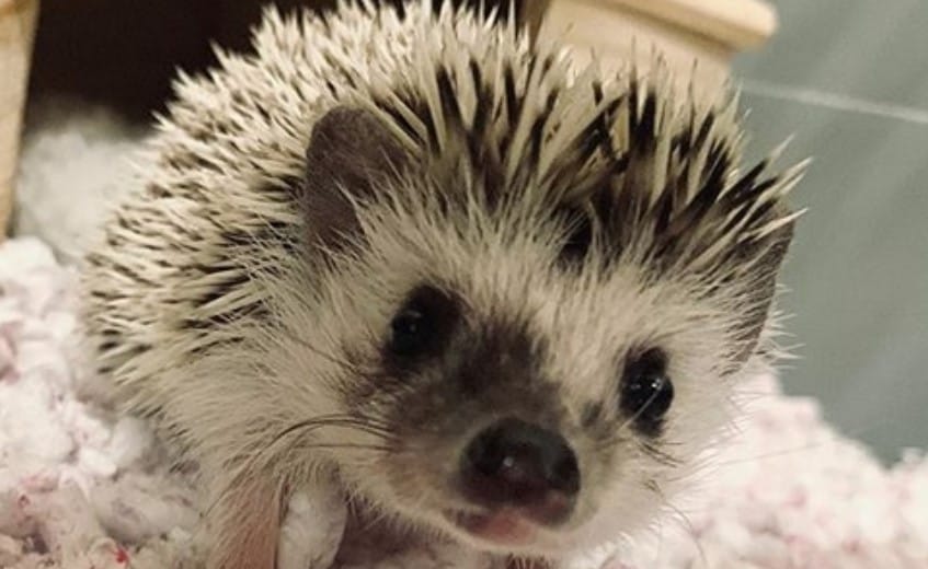 14 Interesting Facts About Hedgehogs - PetPress