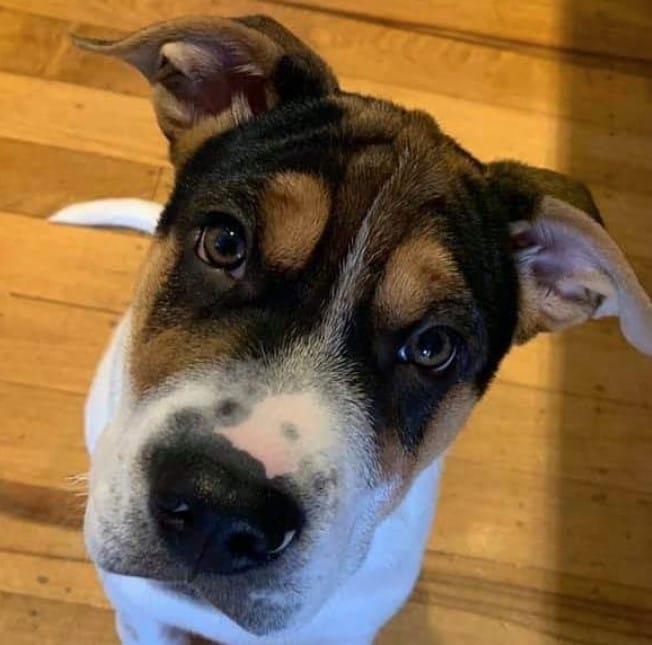 20 Australian Cattle Dog Mix Breeds – The Adorable Hybrid Dogs