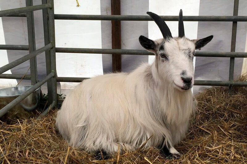 Goat Names: The 500 Most Popular Names for Goats
