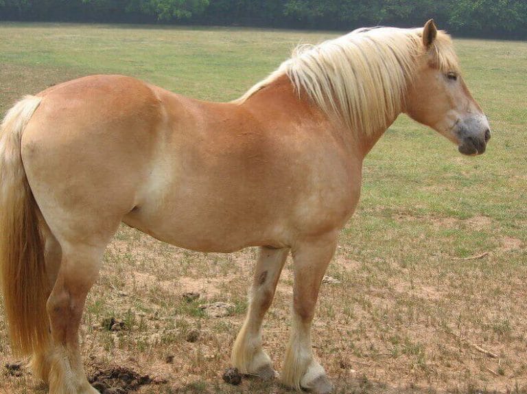 Female Horse Names – The 500 Most Popular Names for Fillies and Mares ...