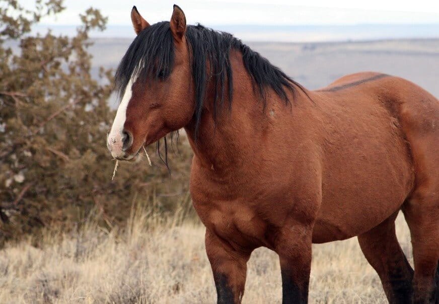 380 Native American Indian Horse Names with Meanings - PetPress
