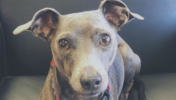 36 Miniature Pinscher Mix Breeds – The Popular and Adorable Hybrid Dogs ...