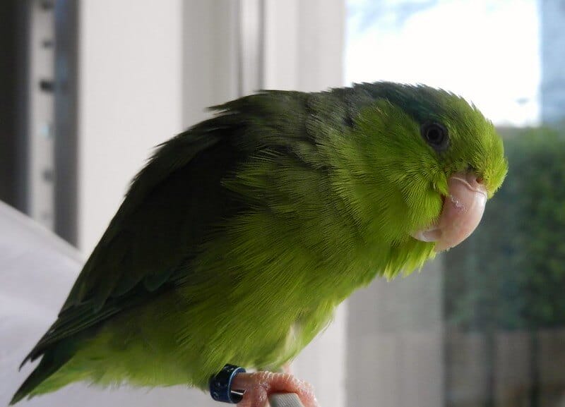 Male Parrot Names – The 200 Most Popular Names for Male Parrots