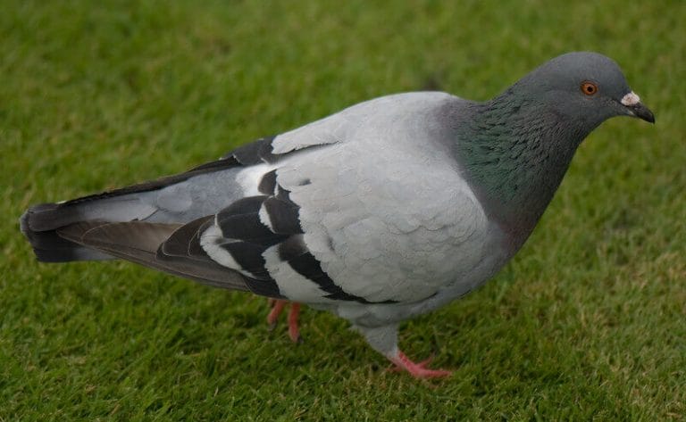 Pigeon Names: The 400 Most Popular Names for Pigeons - PetPress
