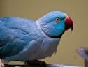 Top 130 Blue Bird Names - Unique Name Ideas For Pet Blue Bird