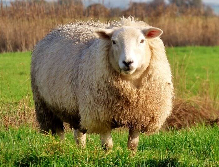 Sheep Names: 300 Most Famous and Cute Names For Sheep