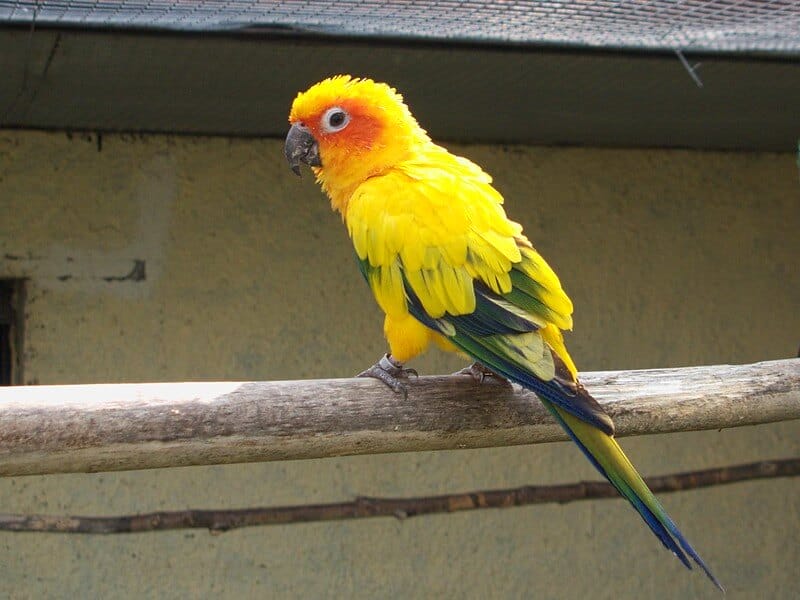 Top 500 Most Popular Male Bird Names - PetPress