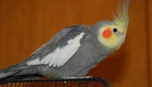 Cockatiel Names – The 300 Most Popular Names for Cockatiels | PetPress