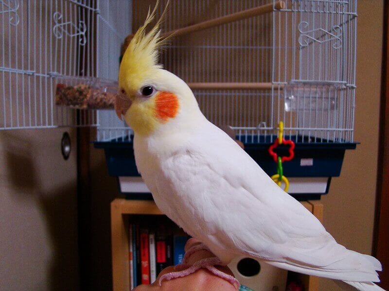 Cockatiel Names – The 300 Most Popular Names for Cockatiels | PetPress
