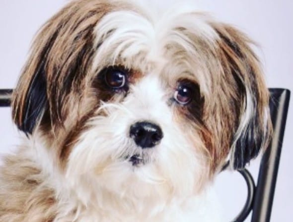25 Lhasa Apso Mix Breeds – The Popular and Adorable Hybrid Dogs - PetPress
