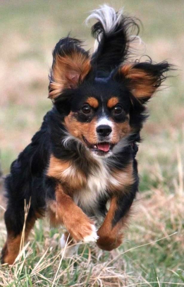 36 Miniature Pinscher Mix Breeds – The Popular and Adorable Hybrid Dogs ...