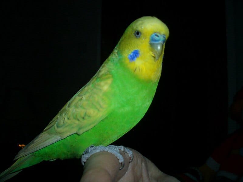 500 Most Popular Names for Budgies for Boys and Girls | PetPress