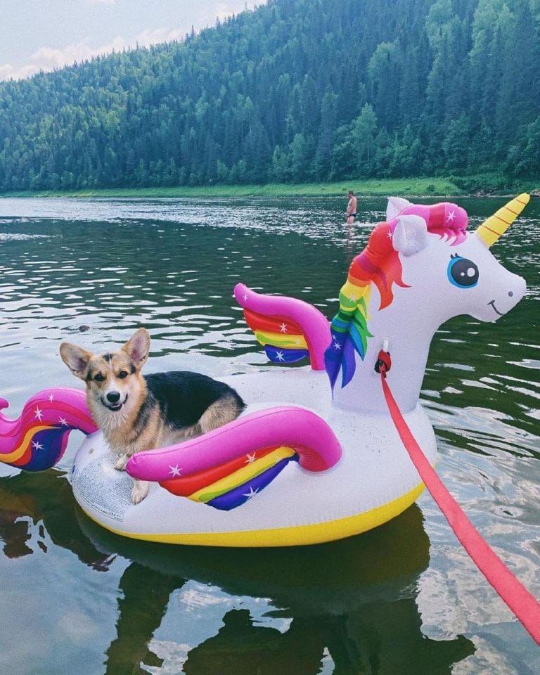 14 Funny Pictures That Will Show You Advantages of Being Corgi Owners ...
