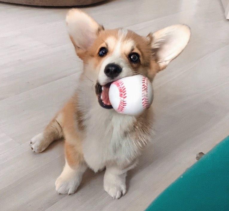 14 Funny Pictures That Will Show You Advantages of Being Corgi Owners ...