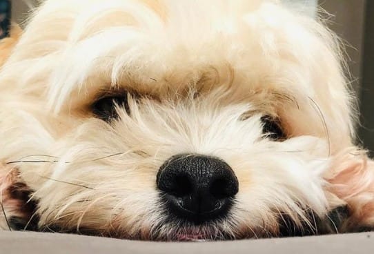 25 Lhasa Apso Mix Breeds – The Popular and Adorable Hybrid Dogs - PetPress