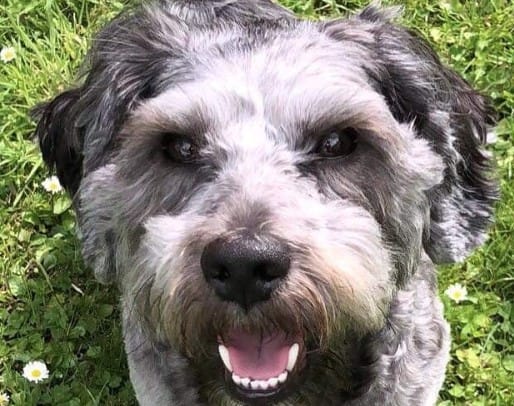 25 Lhasa Apso Mix Breeds – The Popular and Adorable Hybrid Dogs - PetPress