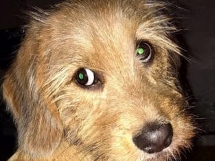 25 Lhasa Apso Mix Breeds – The Popular and Adorable Hybrid Dogs - PetPress