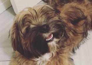 25 Lhasa Apso Mix Breeds – The Popular and Adorable Hybrid Dogs - PetPress