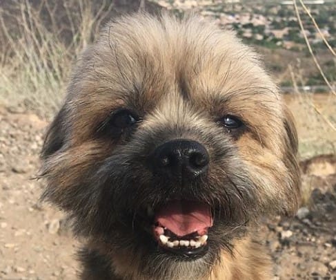 25 Lhasa Apso Mix Breeds – The Popular and Adorable Hybrid Dogs - PetPress