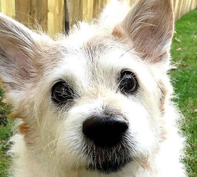 25 Lhasa Apso Mix Breeds – The Popular and Adorable Hybrid Dogs - PetPress