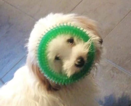 25 Lhasa Apso Mix Breeds – The Popular and Adorable Hybrid Dogs - PetPress