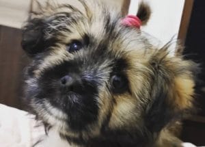 25 Lhasa Apso Mix Breeds – The Popular and Adorable Hybrid Dogs - PetPress