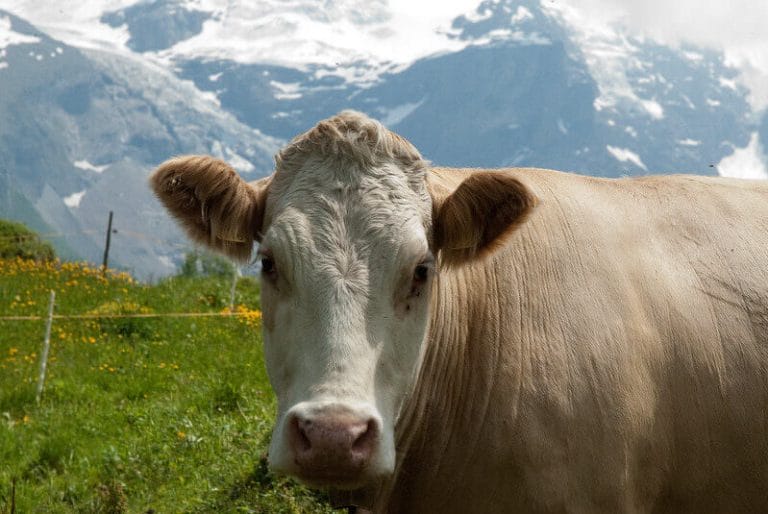 Cow Names: The 700 Most Popular Names for Cows