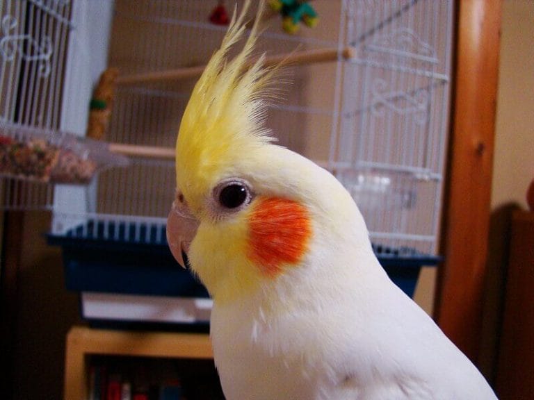 Cockatiel Names – The 300 Most Popular Names for Cockatiels | PetPress