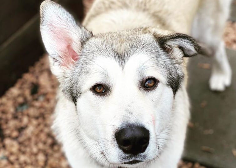 9 Alaskan Malamute Mix Breeds – The Popular and Adorable Hybrid Dogs ...