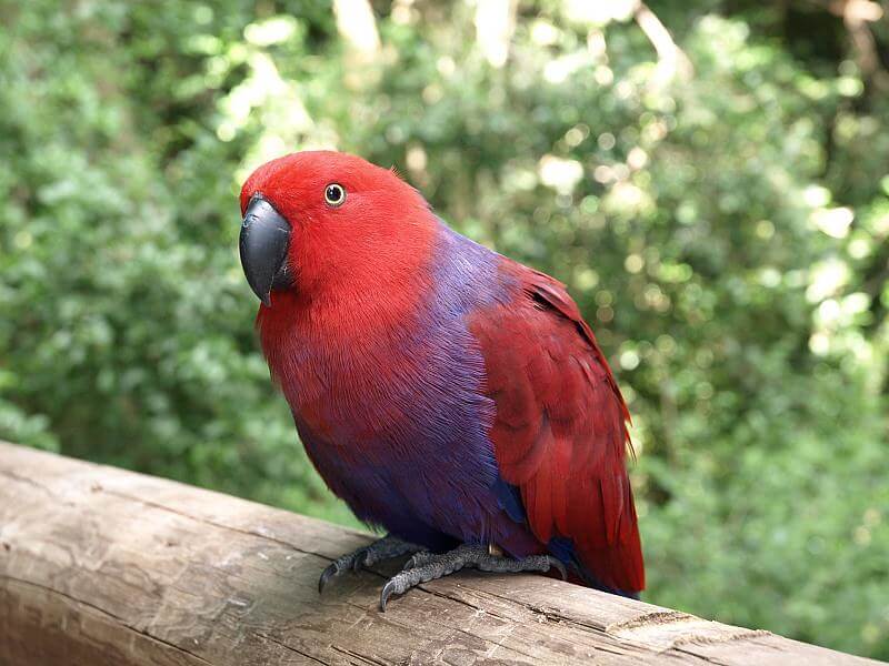 Top 500 Most Popular Male Bird Names - PetPress