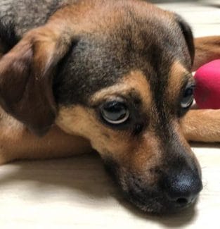 36 Miniature Pinscher Mix Breeds – The Popular and Adorable Hybrid Dogs ...