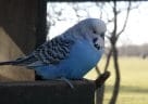 500 Most Popular Names for Budgies for Boys and Girls | PetPress