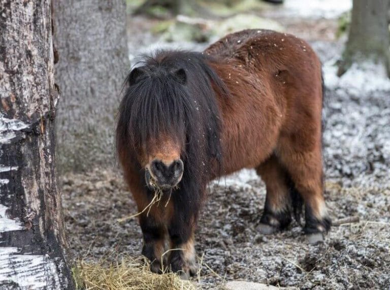 650 Best Pony Names - Good Pony Names Ideas for Your Pony - PetPress