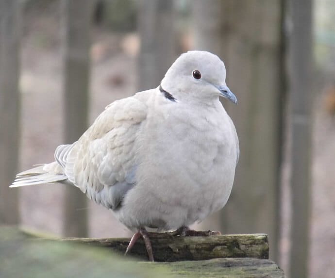 Pigeon Names: The 400 Most Popular Names for Pigeons - PetPress
