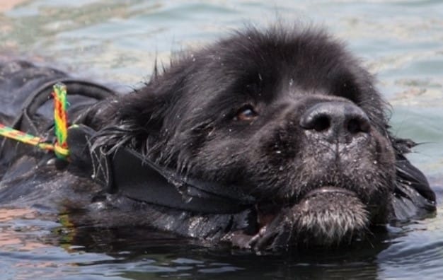 14 Proofs That Newfoundlands are Great Rescue Dogs - PetPress