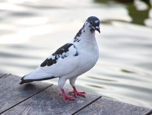 Pigeon Names: The 400 Most Popular Names for Pigeons - PetPress